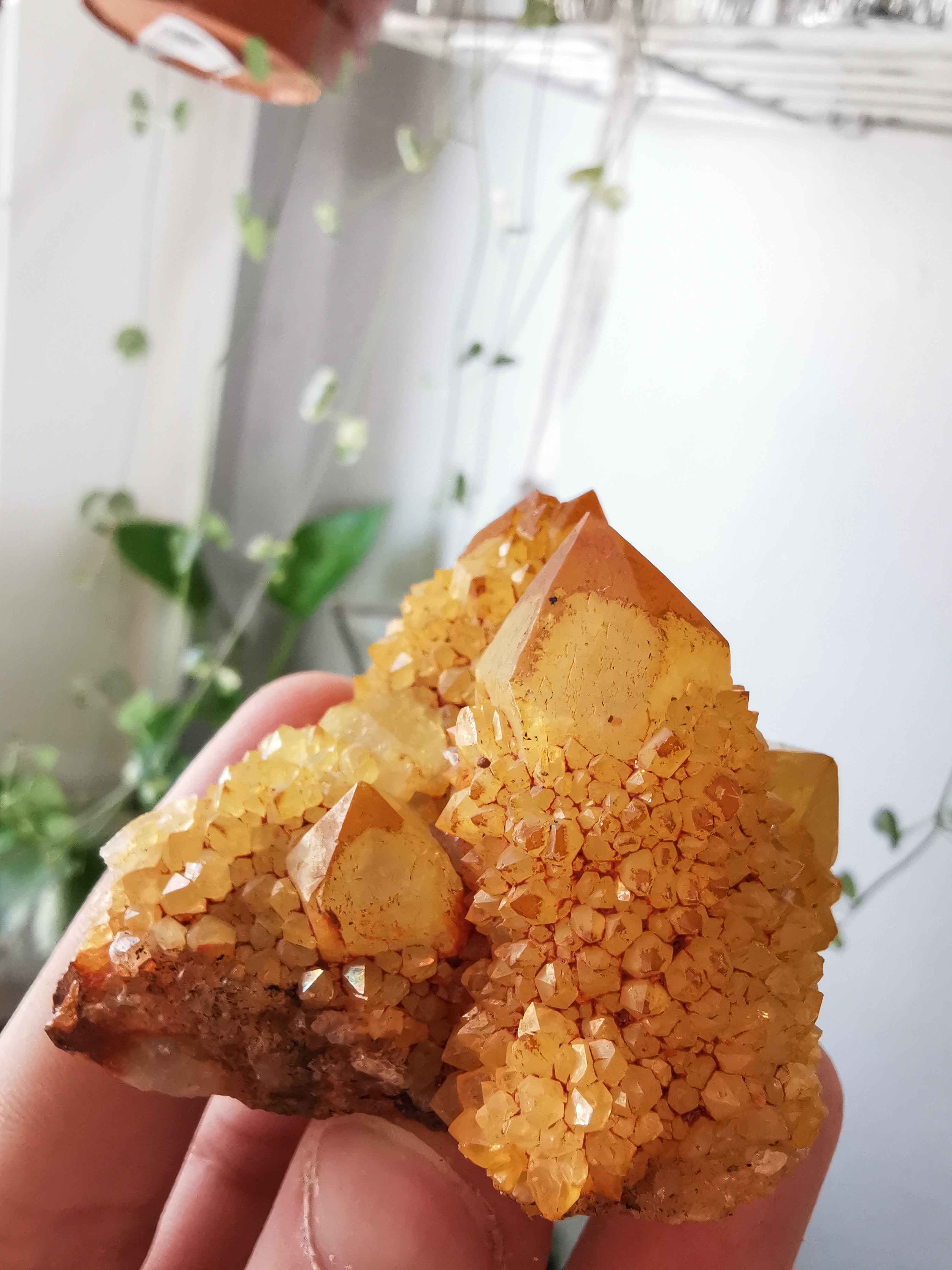 Cactus Quartz with iridescent Goethite #2 – The Mineral Garden