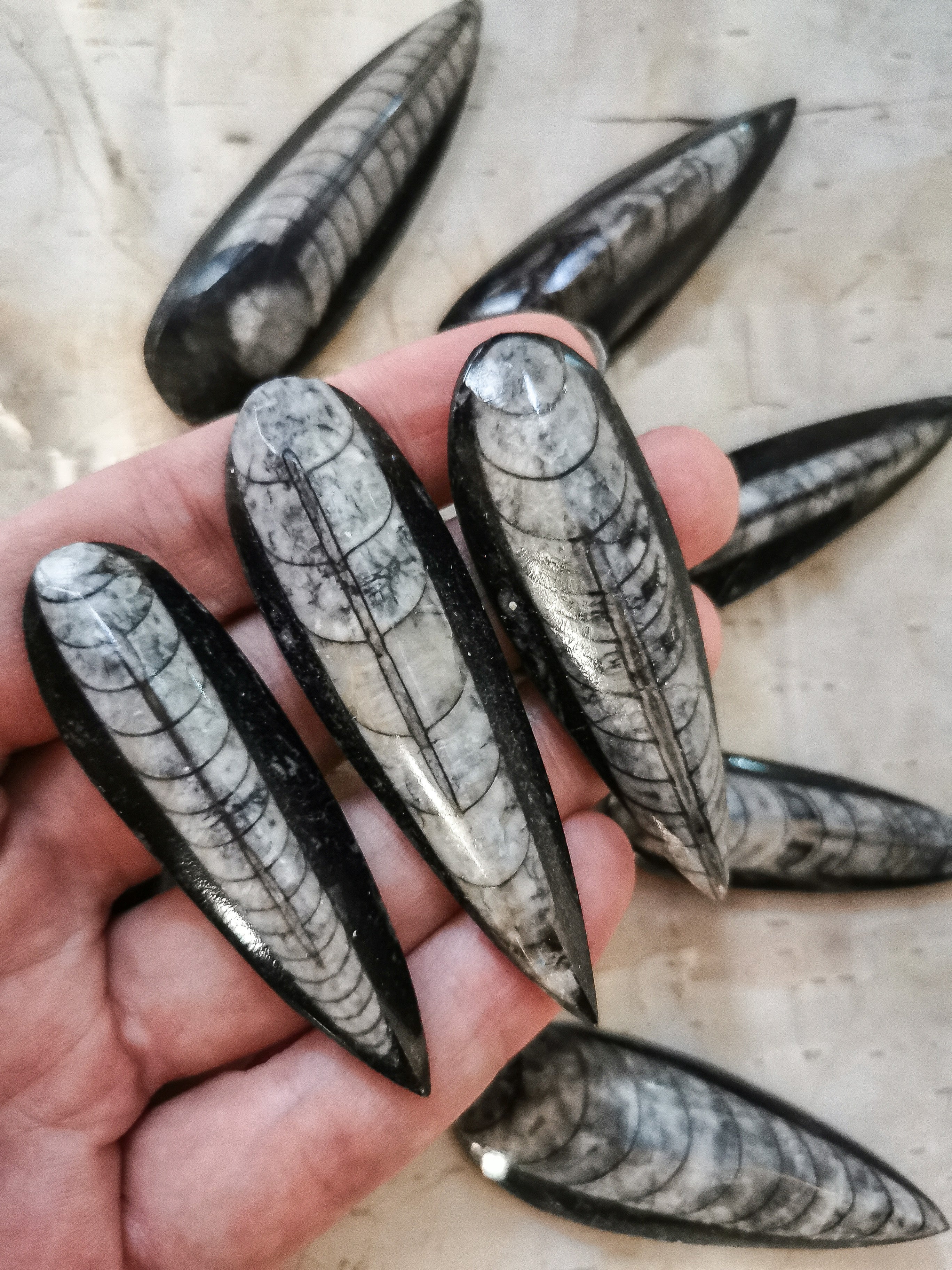 Orthoceras Fossil – The Mineral Garden